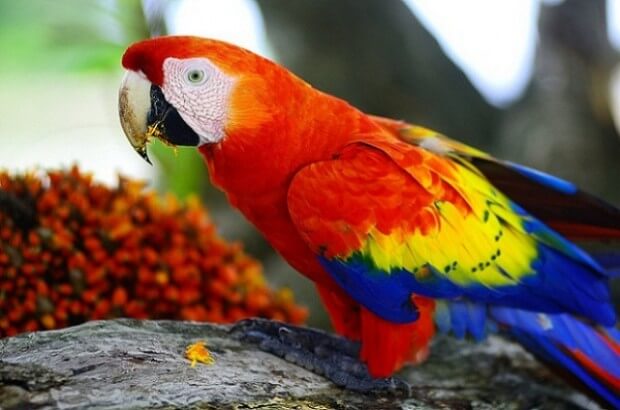 Los animales con los colores más increíbles del mundo - Blog de Viajes ...